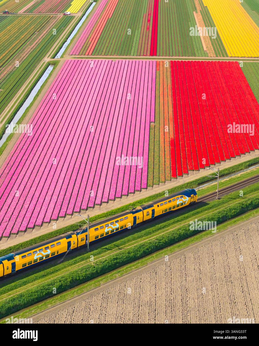 Aerial view of colorful tulip fields with a train passing through ...