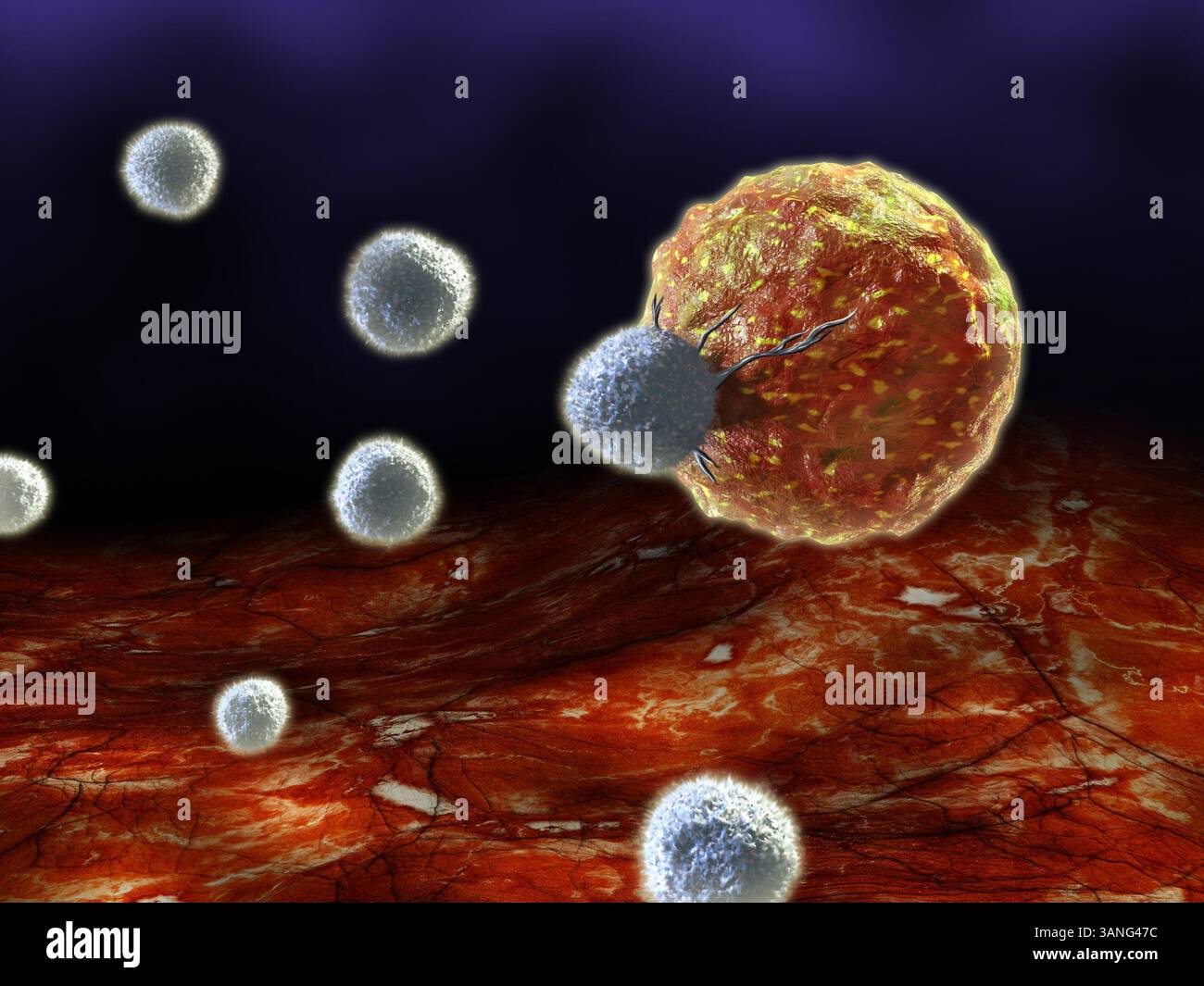 T-cells attacking a cancer cell. Digital illustration Stock Photo - Alamy