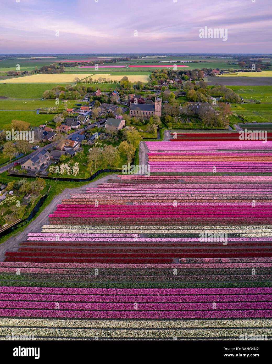 Aerial view of colorful tulip fields and a charming village with a ...