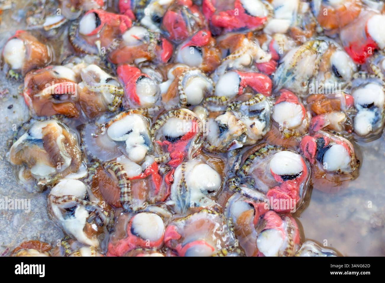 Extracted scallop meat from its shell ready to be sold in Iloilo ...