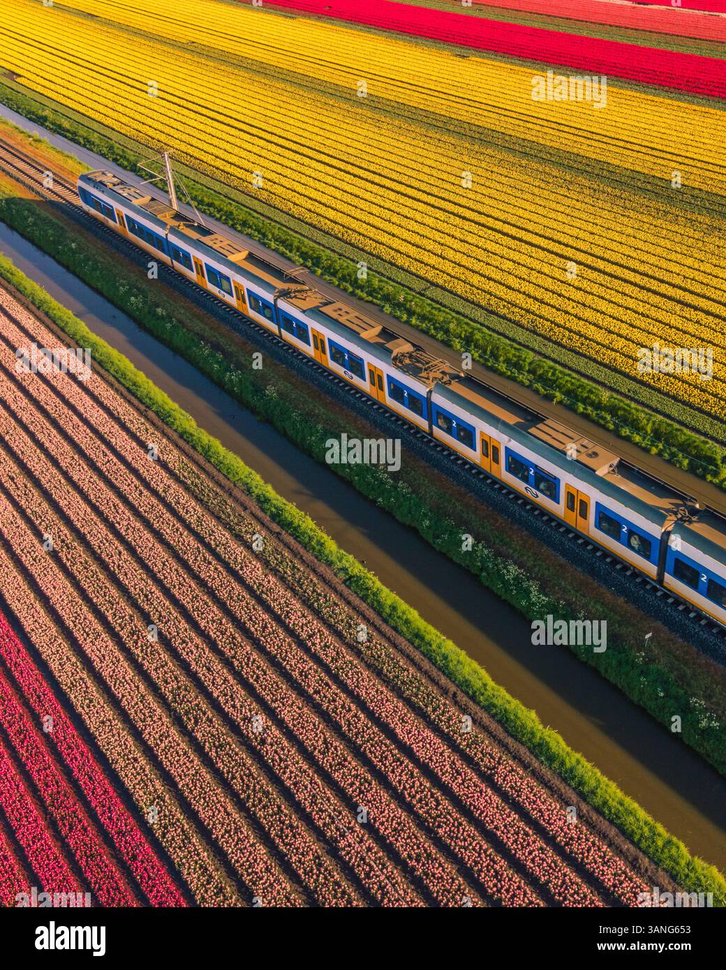 Aerial view of vibrant tulip fields and a train passing through the ...
