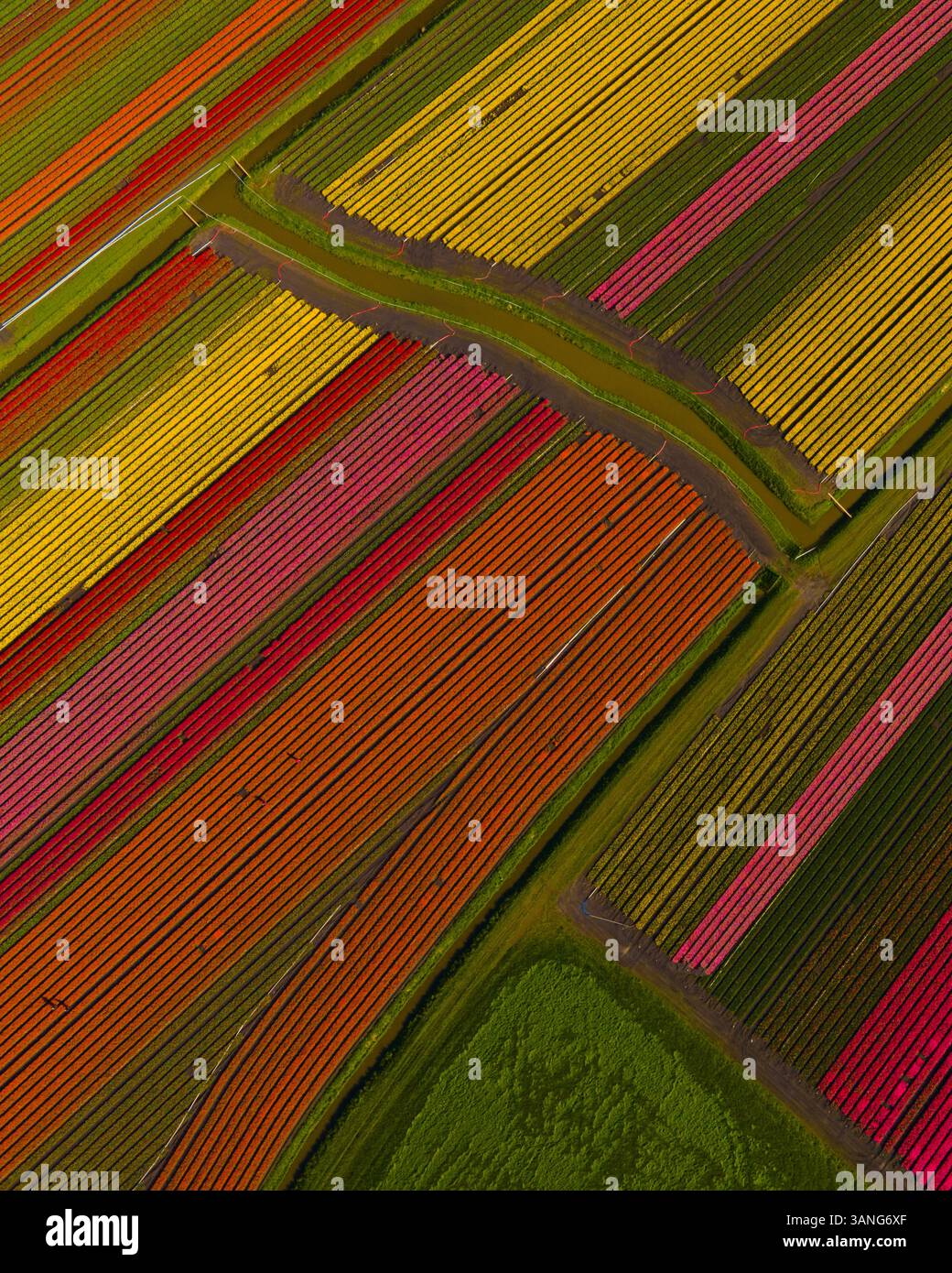 Aerial view of colorful tulip fields in bloom with beautiful patterns ...