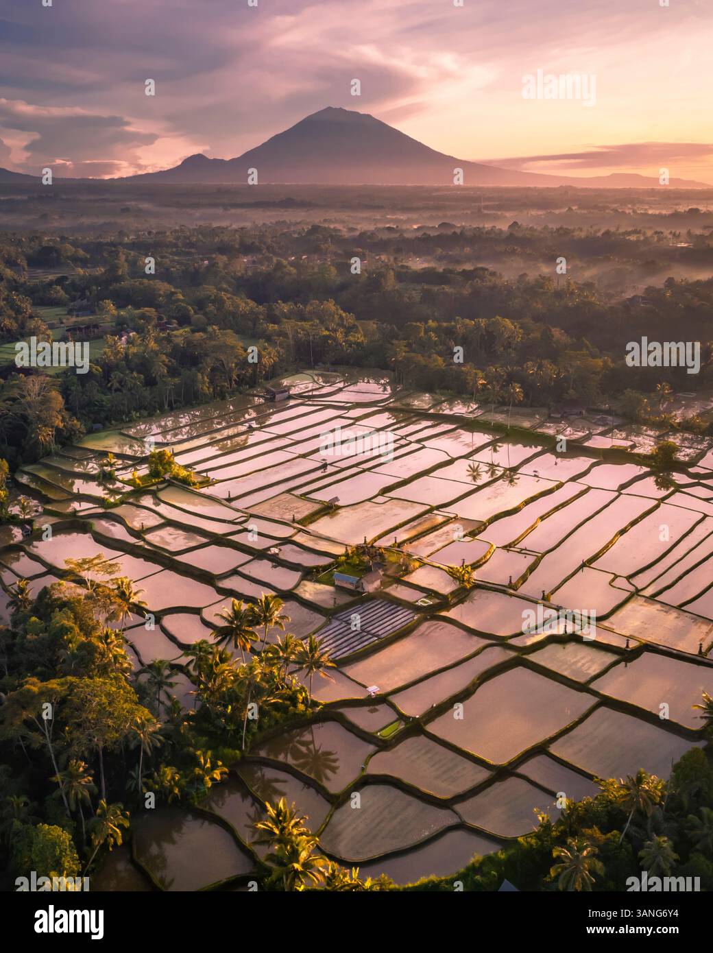 Aerial view of rice terraces with Mount Agung at sunrise reflecting on ...