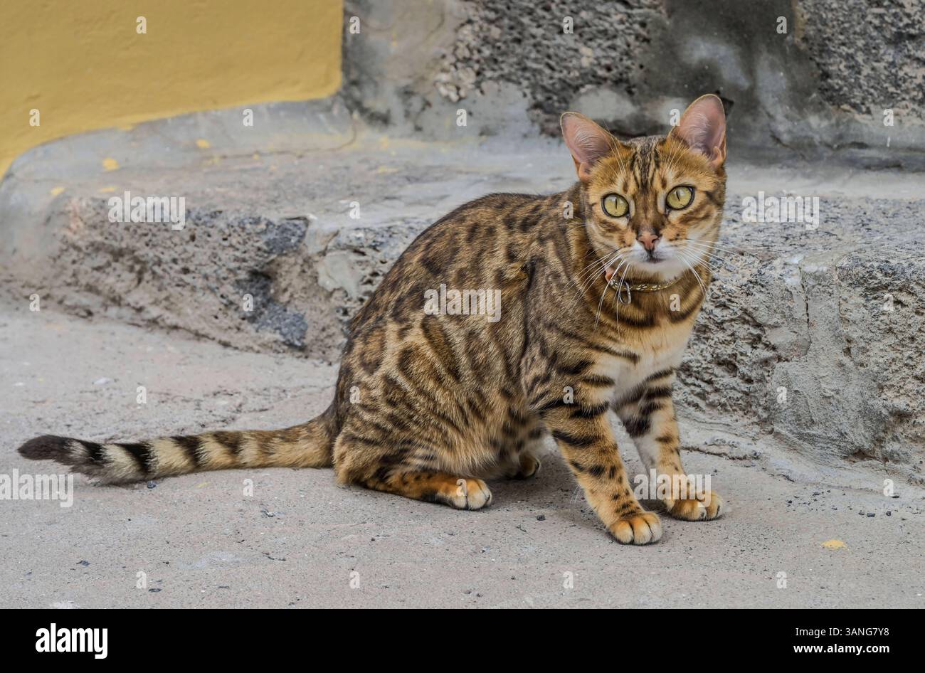 Getigerte Katze, La Calera, Ortschaft der Gemeinde Valle Gran Rey, La ...