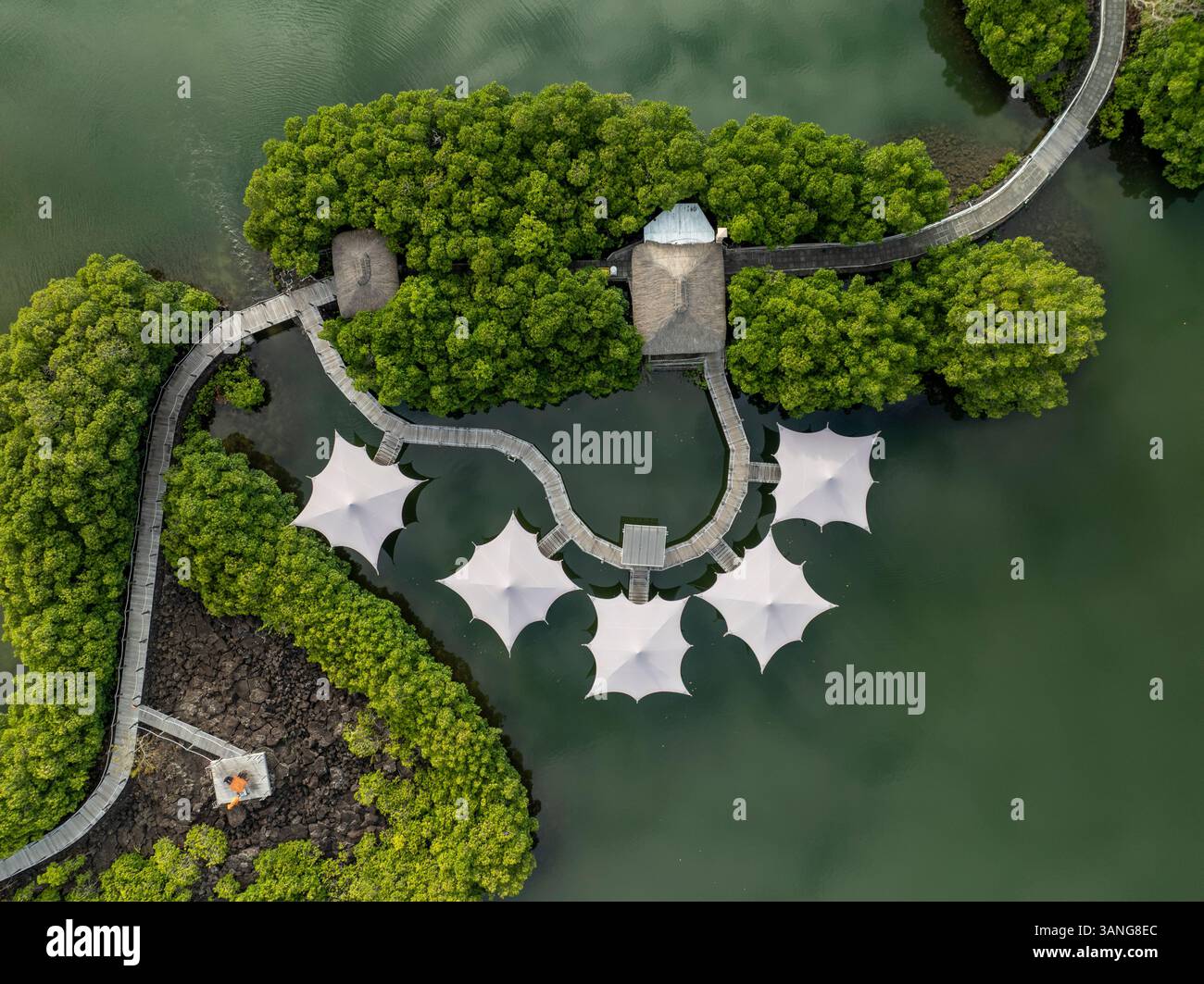 Aerial view of serene mangroves and a wooden walkway surrounded by lush ...