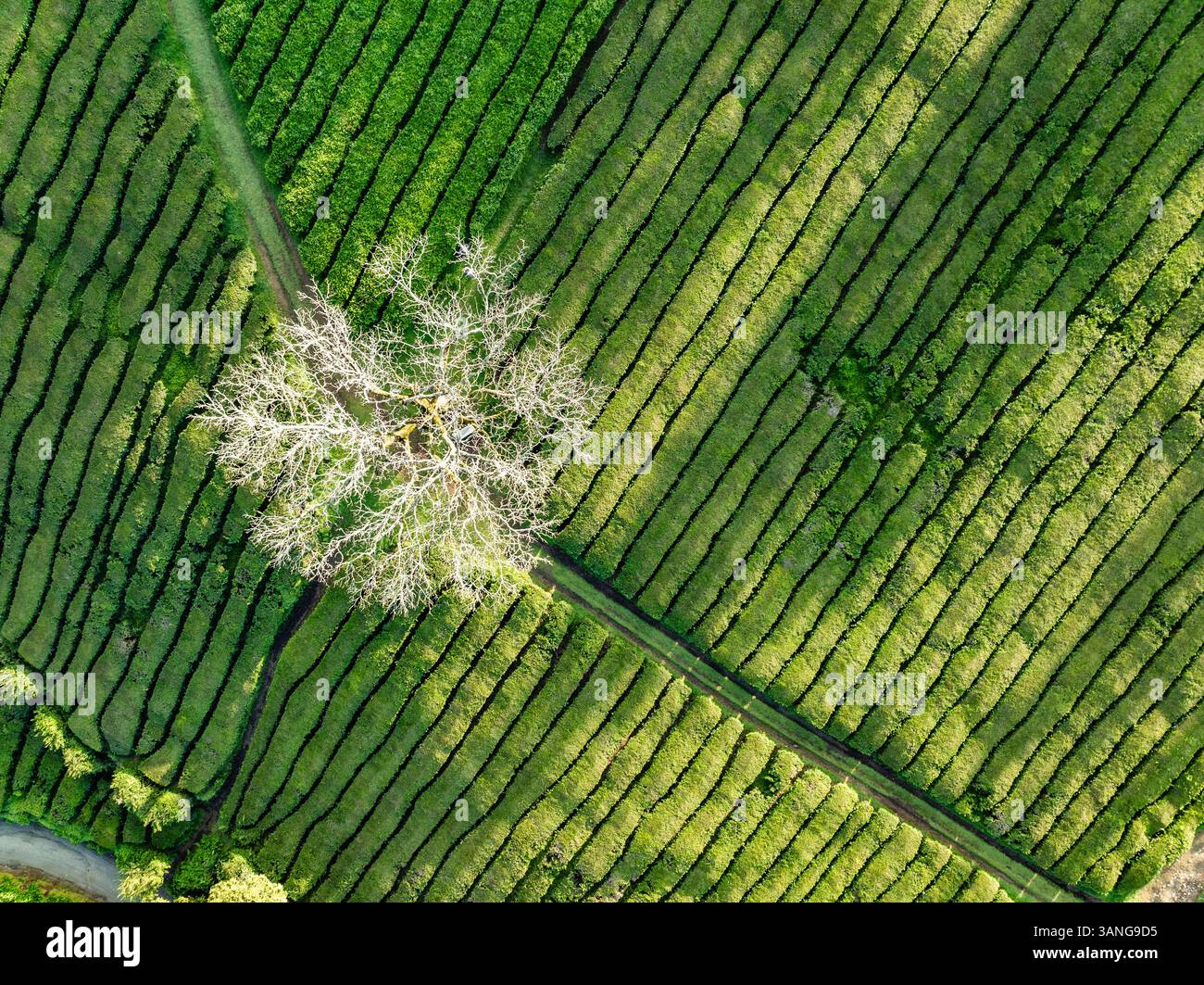 Aerial view of Cha fields with lush green rows of trees, Maia, Azores ...