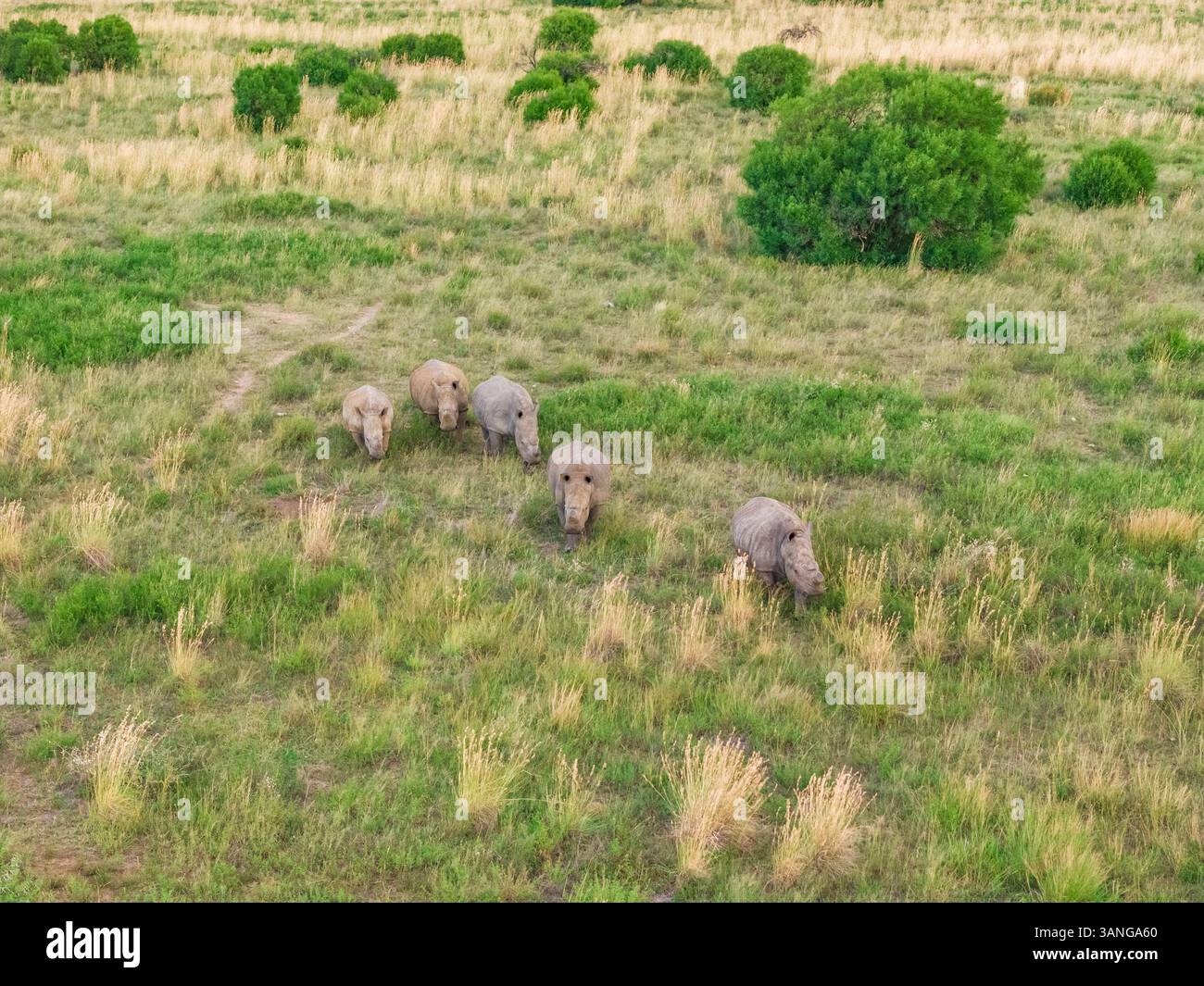 Aerial view of rhinos in Mahikeng Game Reserve, Mafikeng NU, South ...