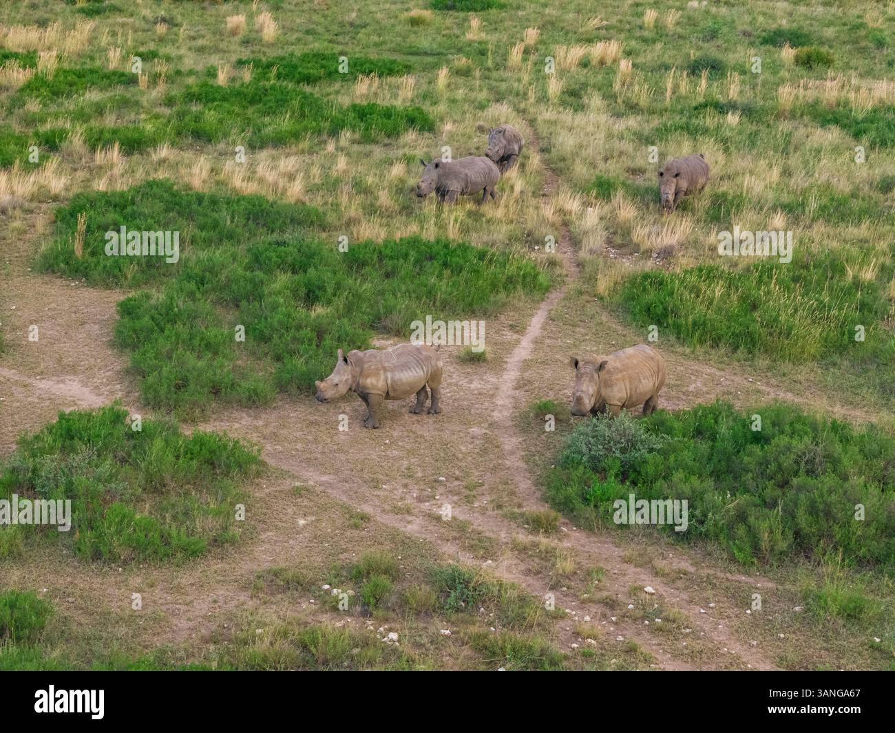 Aerial view of Rhino in Mahikeng Game Reserve, Mafikeng NU, South ...