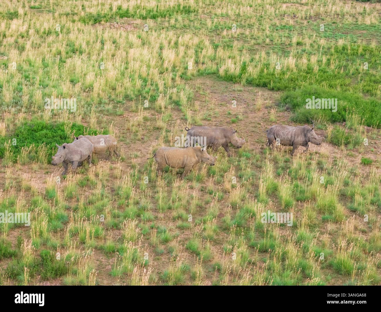 Aerial view of rhinos grazing in Mahikeng Game Reserve, Mafikeng NU ...
