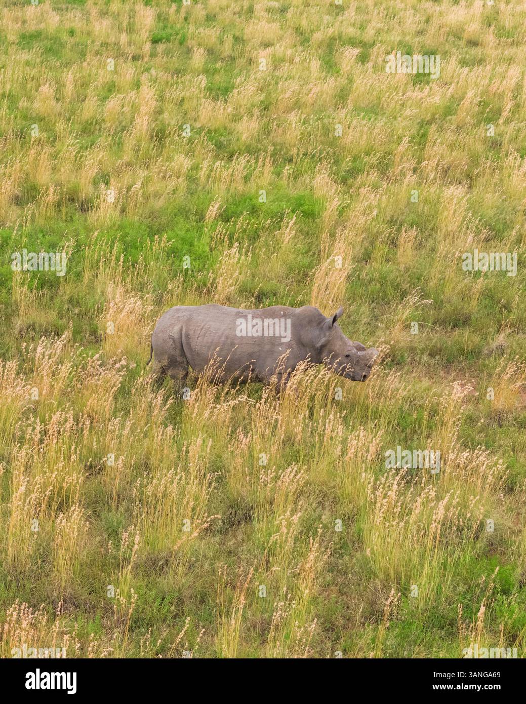 Aerial view of rhino in grassland, Mahikeng Game Reserve, South Africa ...