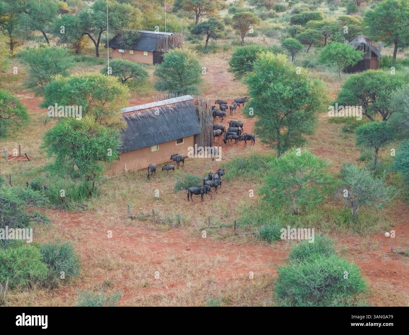 Aerial view of savanna landscape with buffalo herd, trees, and ...