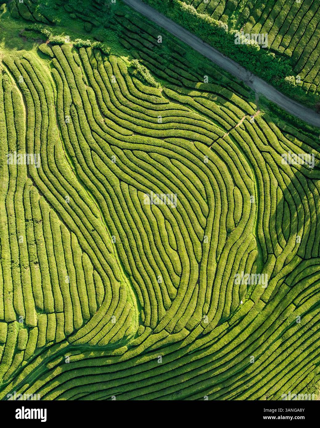 Aerial view of Cha fields in Maia, Azores, Portugal Stock Photo - Alamy