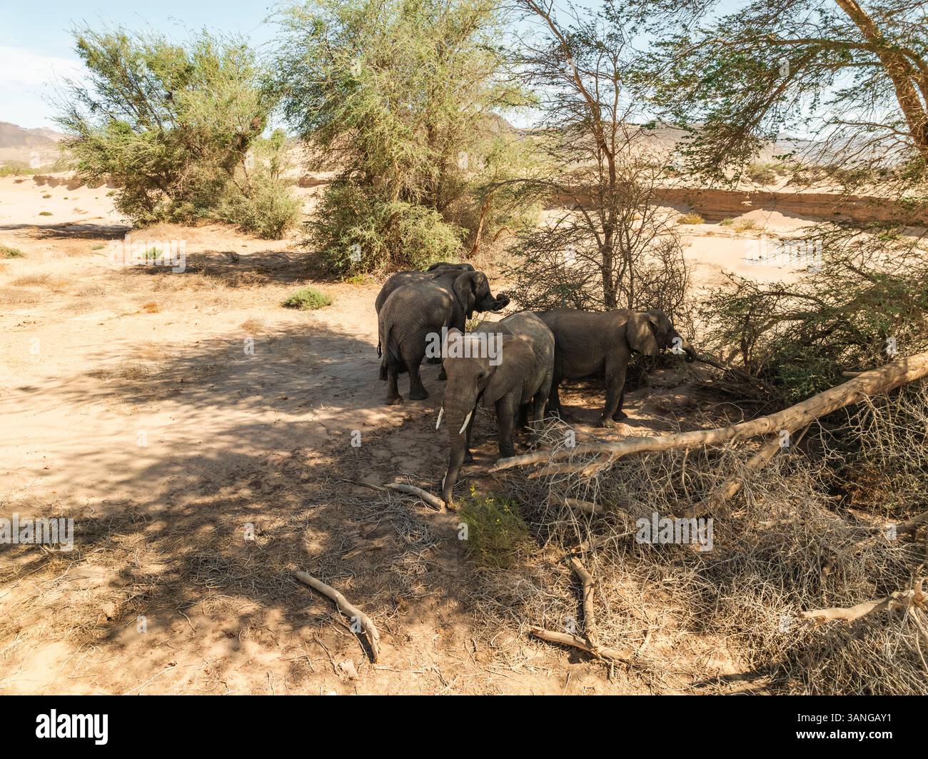 Aerial perspective of elephants hi-res stock photography and images - Alamy