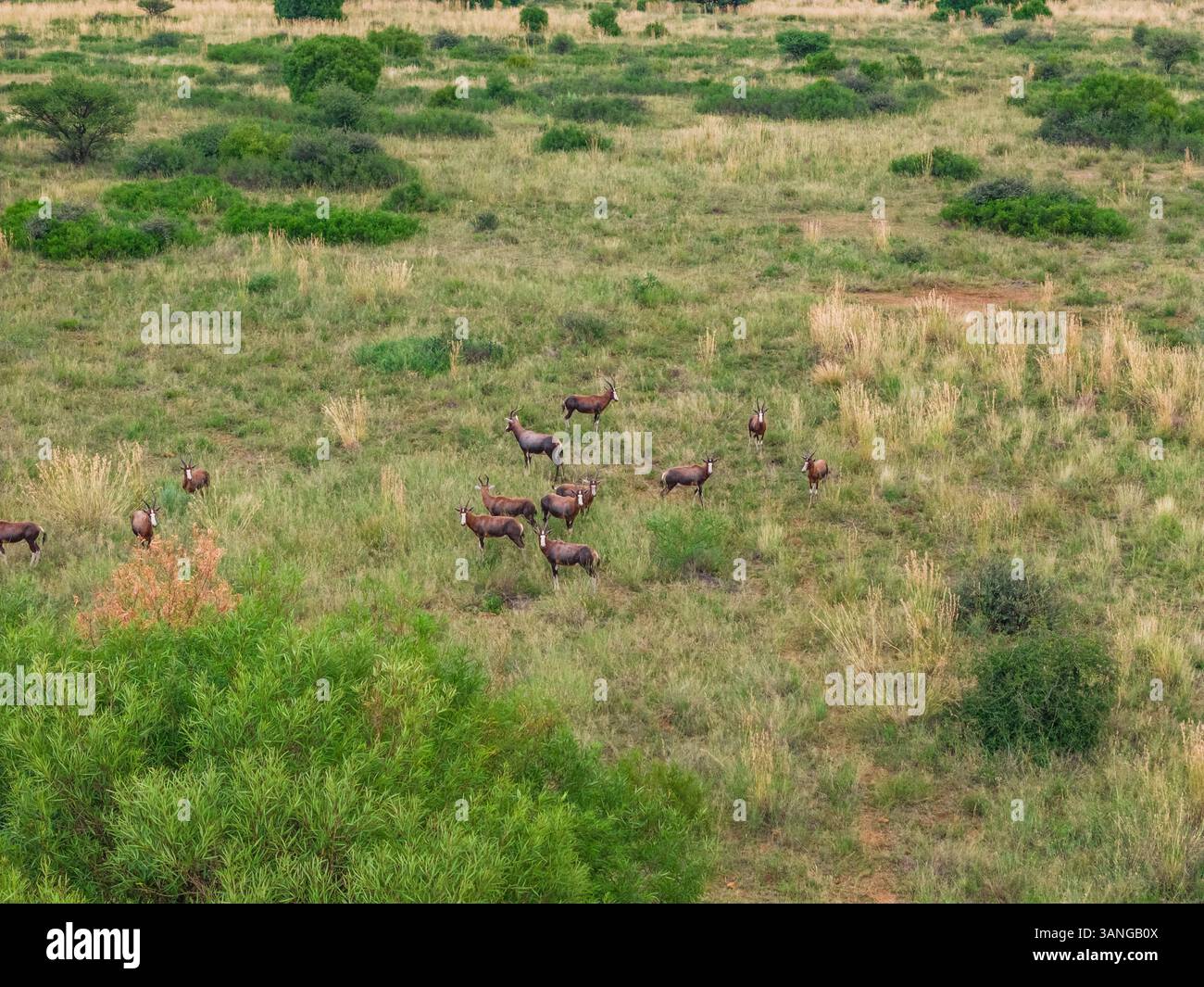 Aerial view of wildlife herd in grassland, Mahikeng Game Reserve, South ...