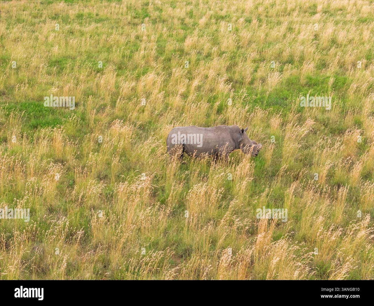 Aerial view of Rhino in Mahikeng Game Reserve, Mafikeng NU, South ...