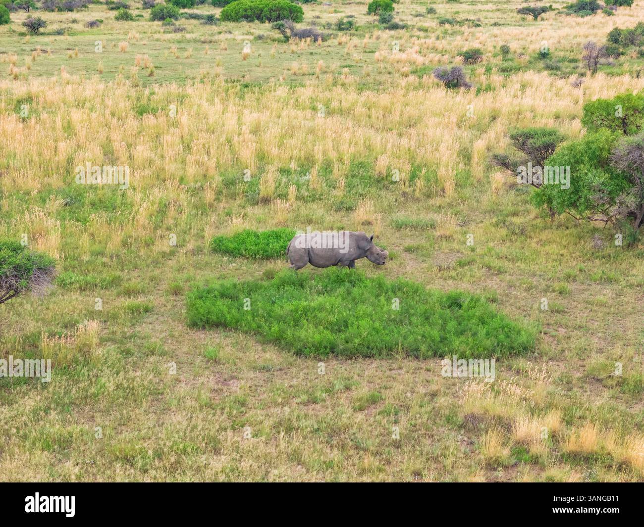 Aerial view of Rhino in Mahikeng Game Reserve, Mafikeng NU, South ...