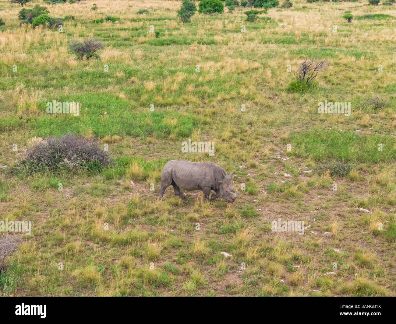 Aerial view of Rhino in Mahikeng Game Reserve, Mafikeng NU, South ...