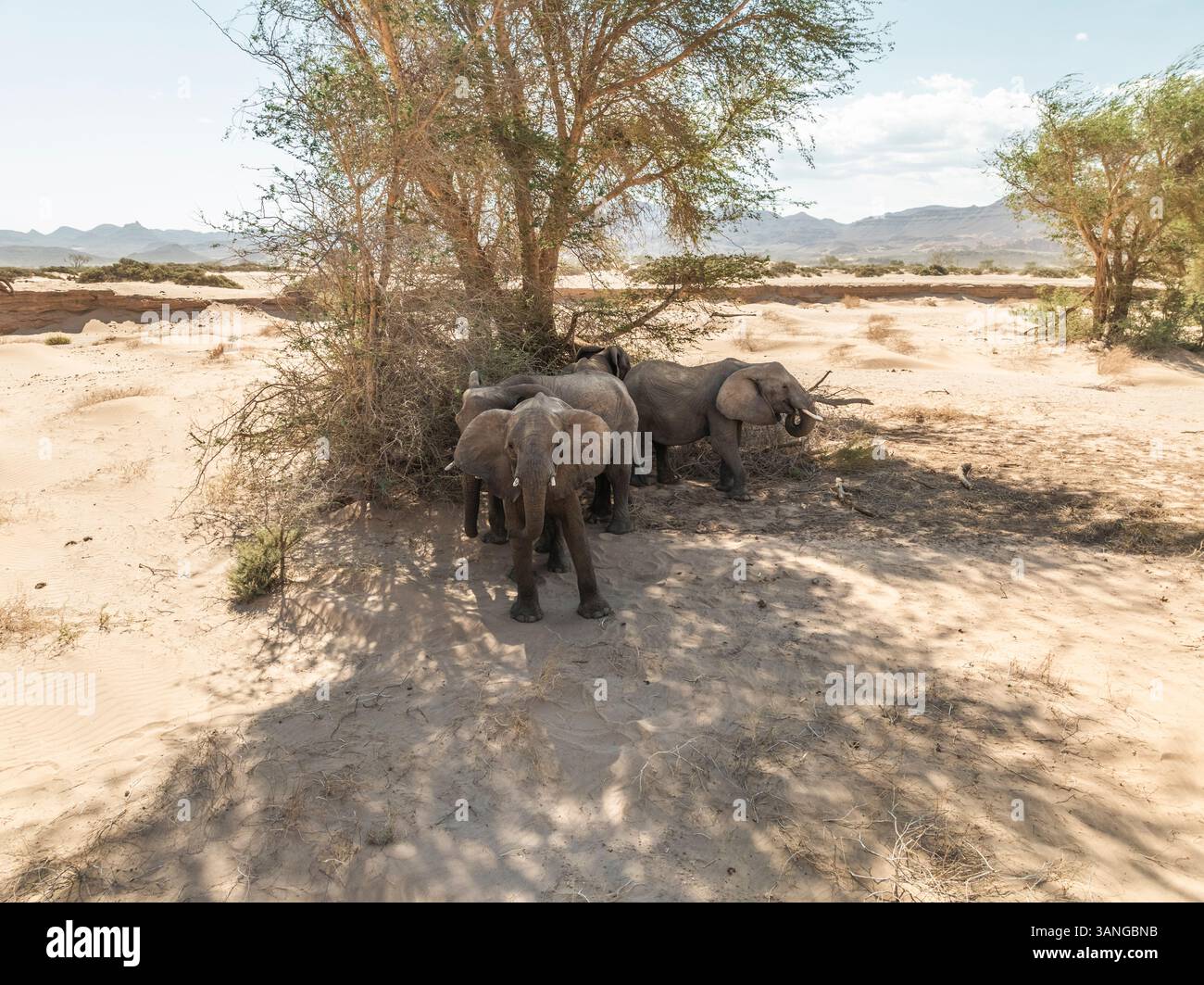 Aerial view of elephants in desert landscape, Kunene Region, Namibia Stock Photo - Alamy