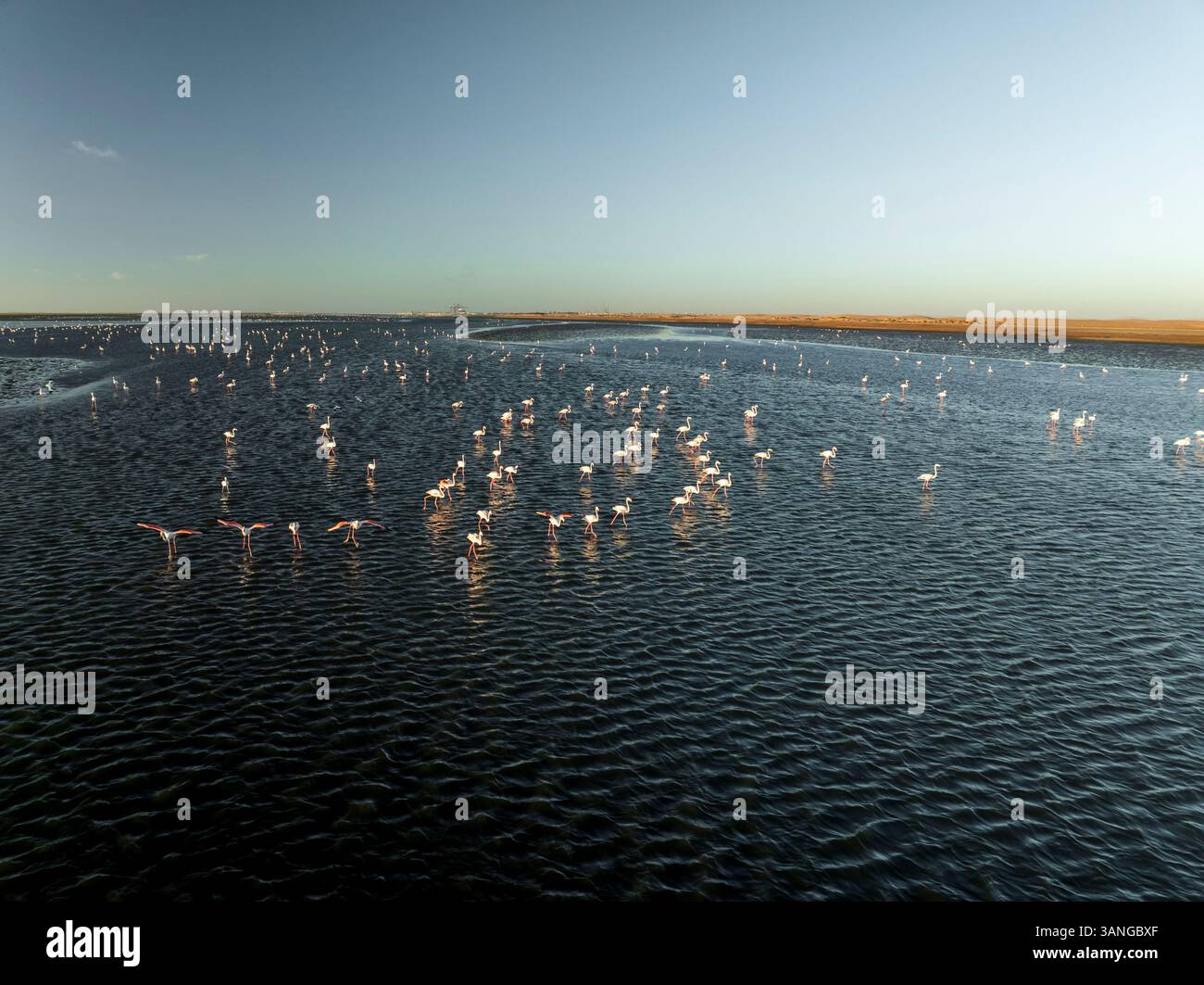 Aerial view of Pink Flamingo colony at Flamingo Lagoon, Erongo, Namibia ...
