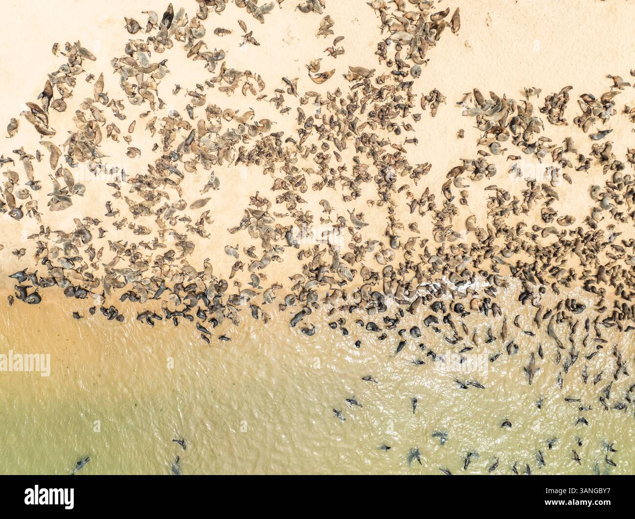 Aerial view of Seal colony on Sea Lions Island, Erongo, Namibia Stock ...
