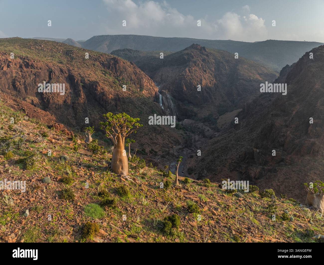 Aerial view of Dragon Blood Trees and Diburak waterfall, Socotra, Yemen ...