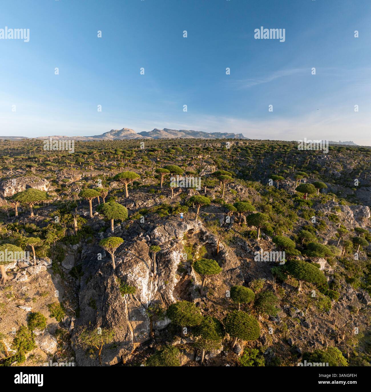Aerial view of Firmihin Dragon's Blood Tree Forest with person, Socotra ...