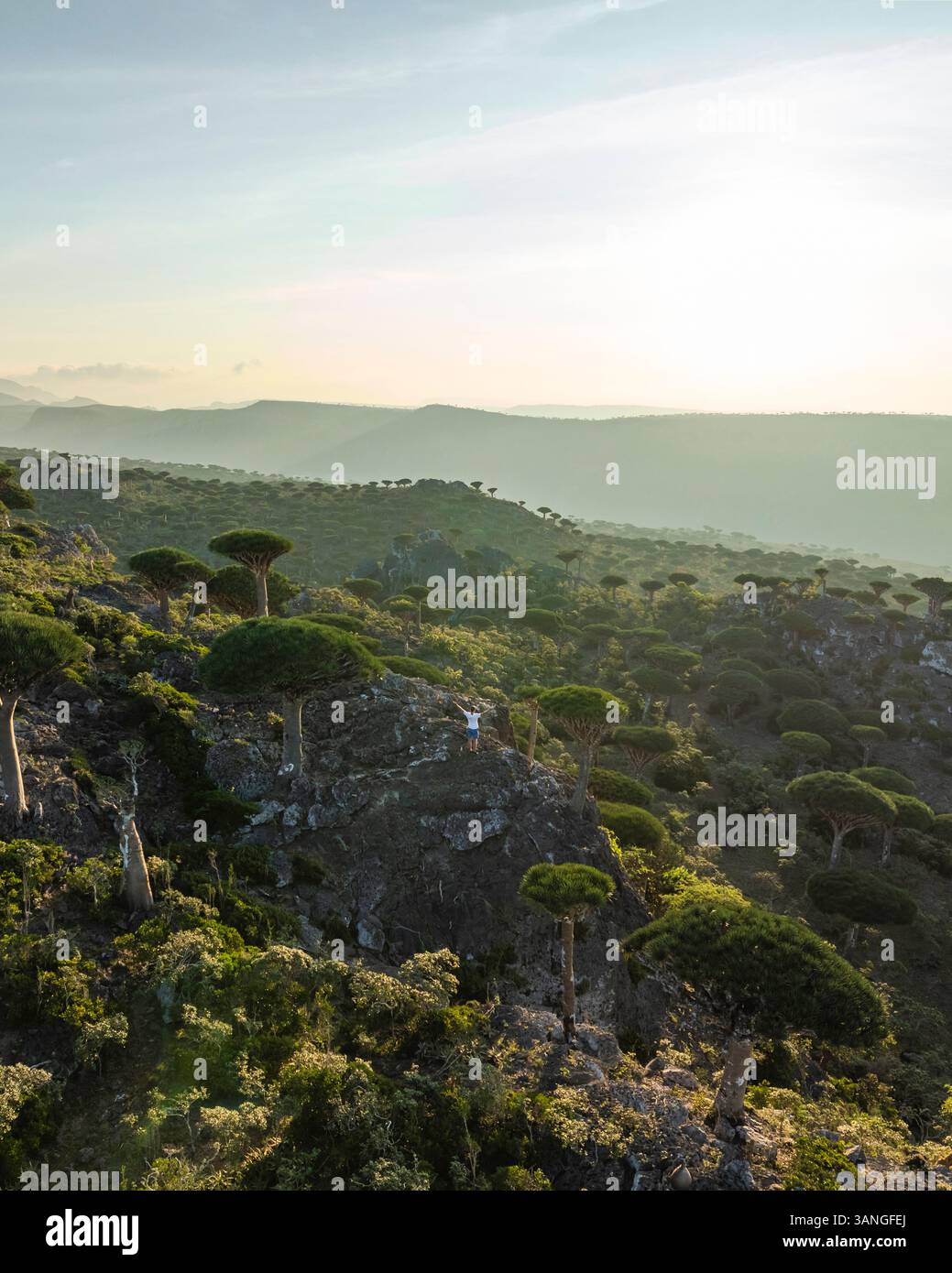 Aerial view of Firmihin Dragon's Blood Tree Forest at sunset, Socotra ...