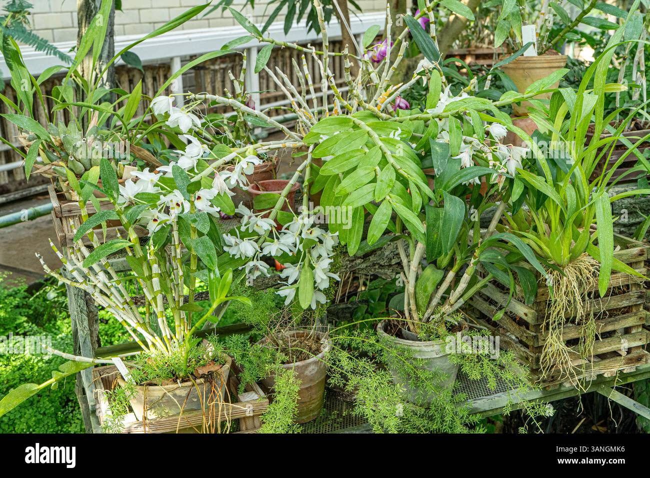 Growing Cattleya white flowers in the garden. Orchid plants collection ...