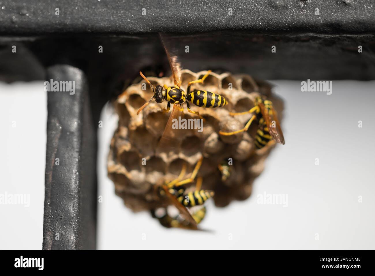 Wasps polist. The nest of a family of wasps which is taken a close-up ...