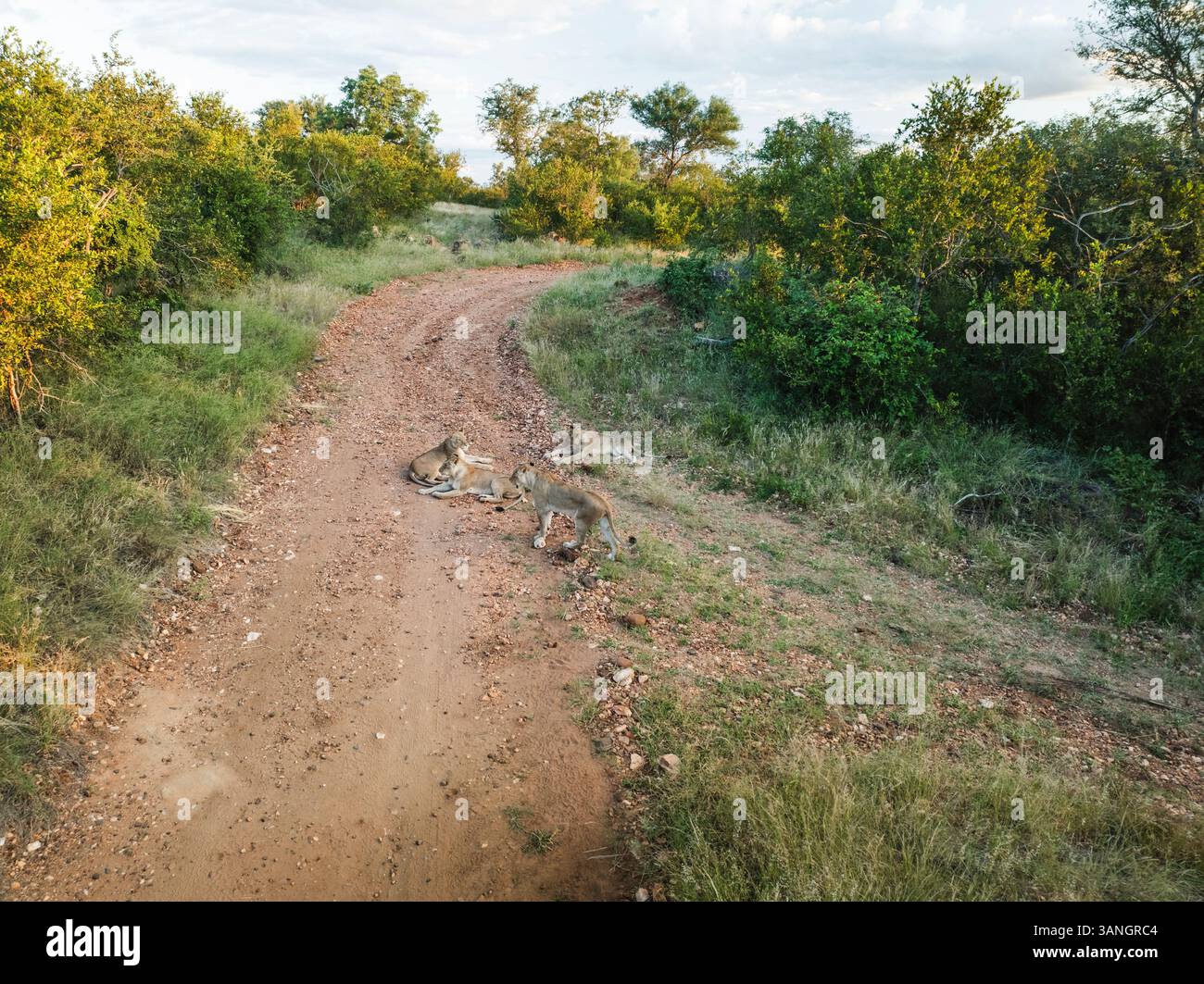 Aerial view of Lions along the road crossing the south African savanna ...