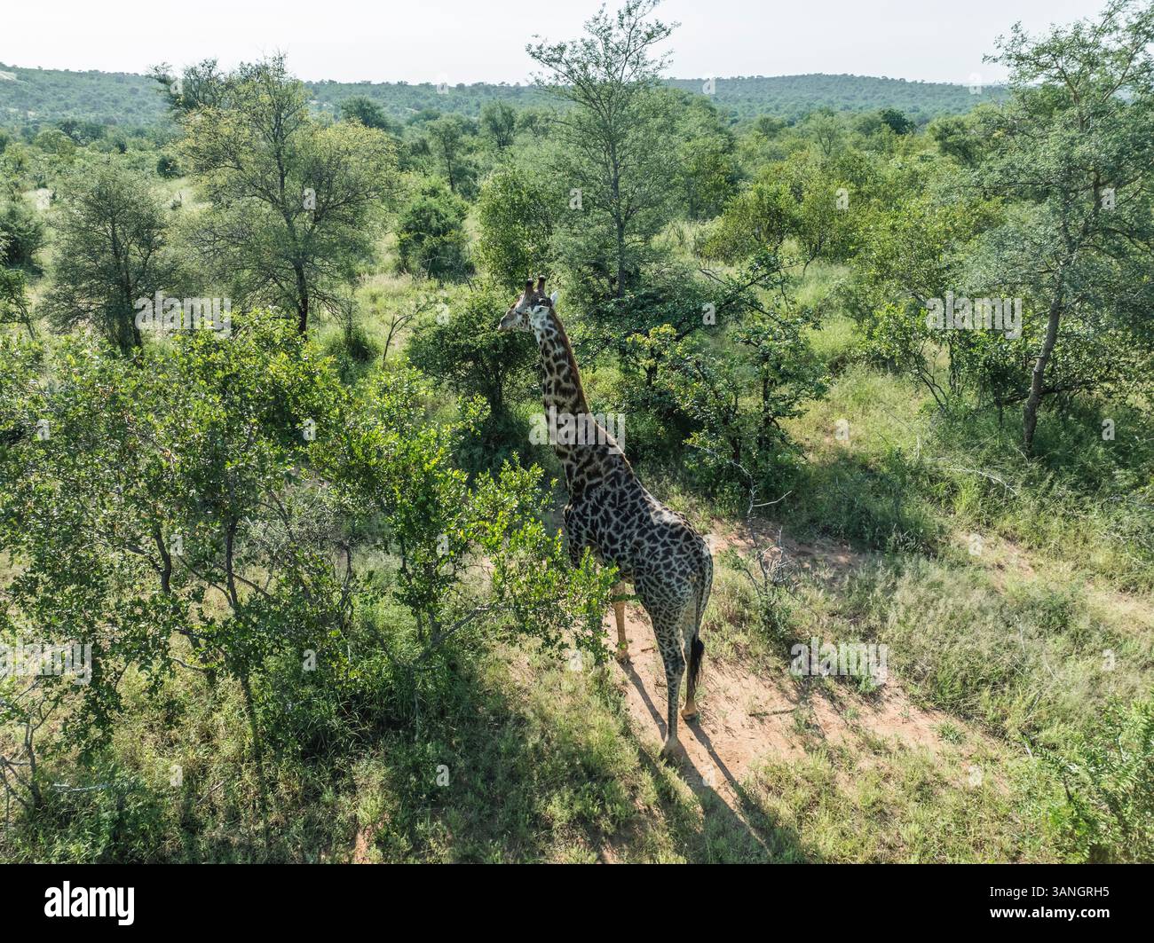 Aerial view of african Giraffe in Balule Nature Reserve, Maruleng ...