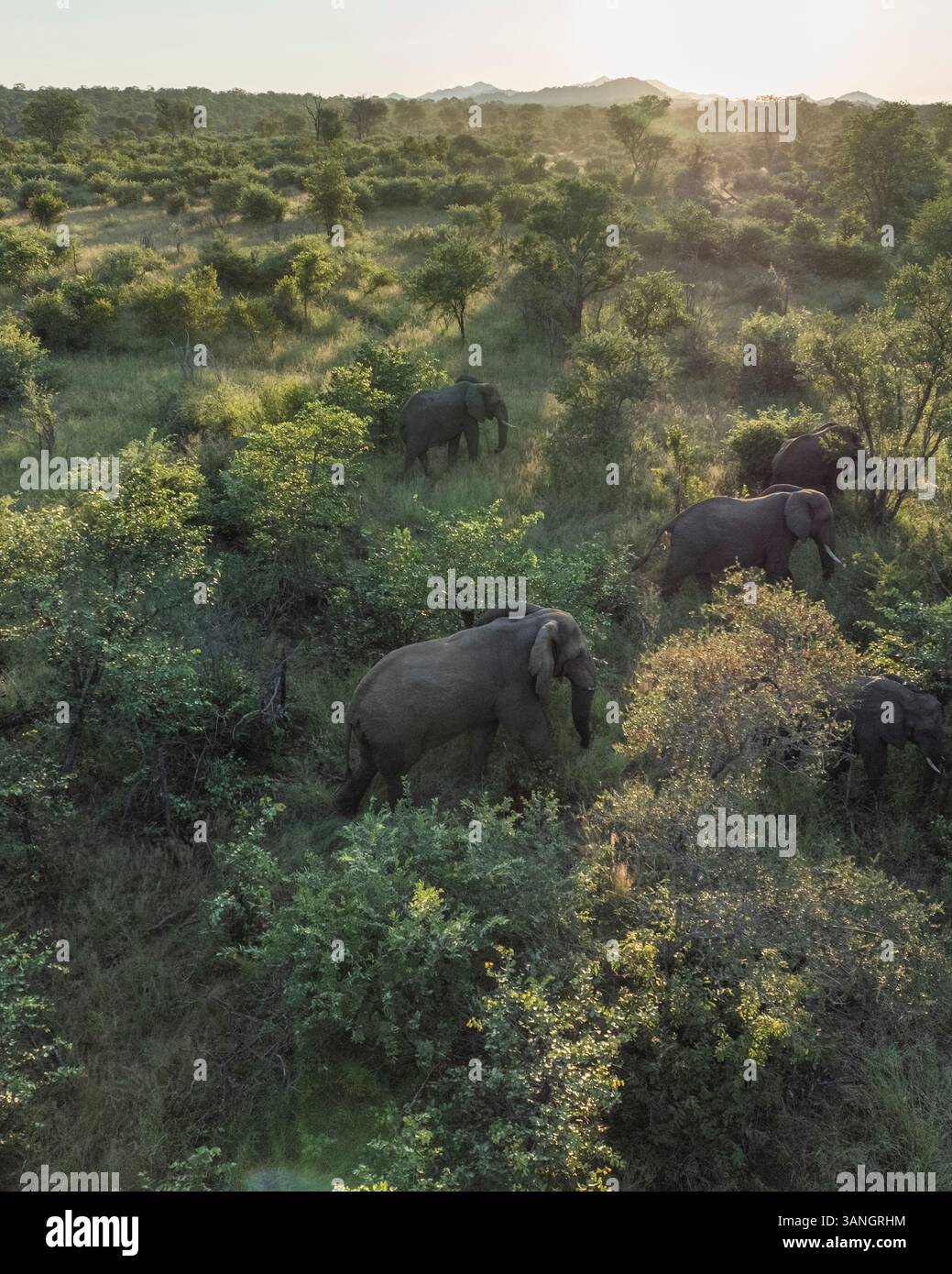 Aerial view of Elephants in the south African savanna (Biome) in Balule ...