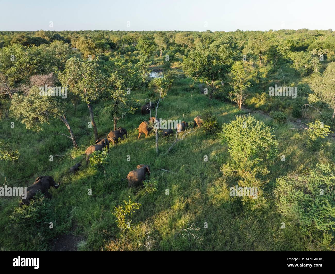 Aerial view of Elephants in the south African savanna (Biome) in Balule ...