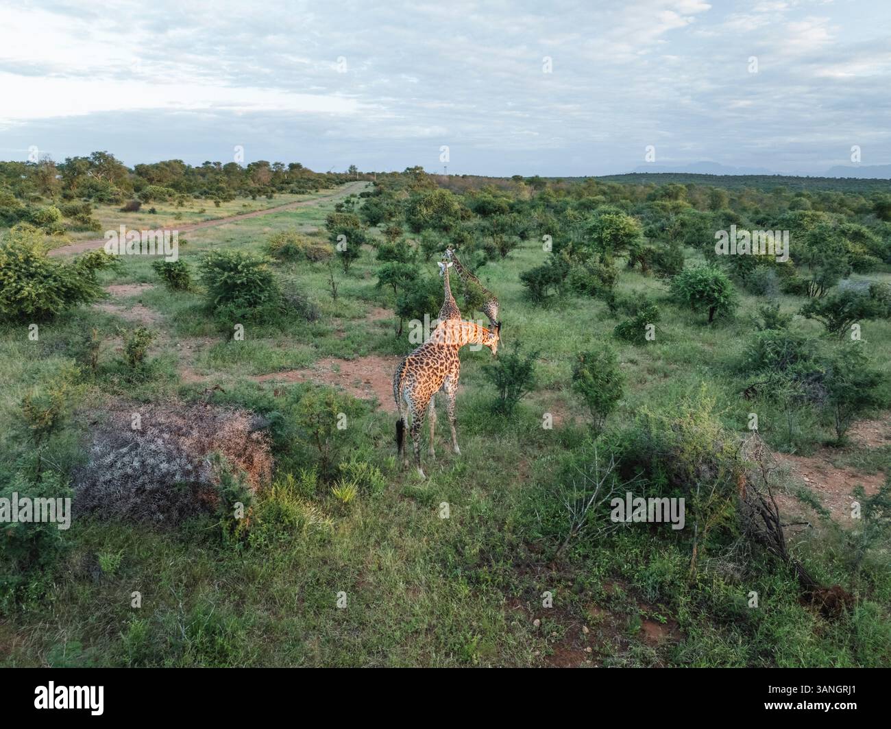 Aerial view of african Giraffe in Balule Nature Reserve, Maruleng ...