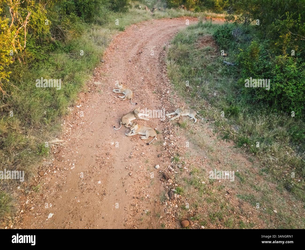 Aerial view of Lions along the road crossing the south African savanna ...