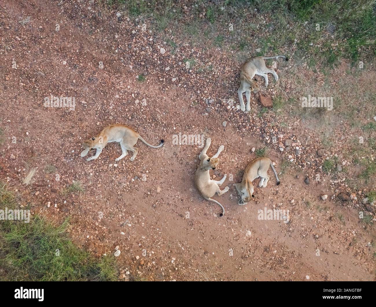 Aerial view of Lions along the road crossing the south African savanna ...