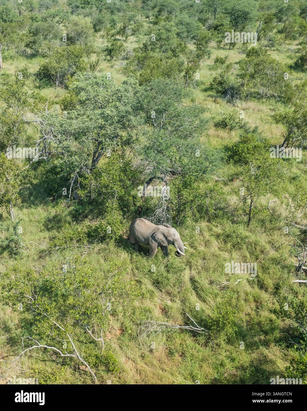 Aerial view of Elephants in Balule Nature Reserve, Maruleng, Limpopo ...
