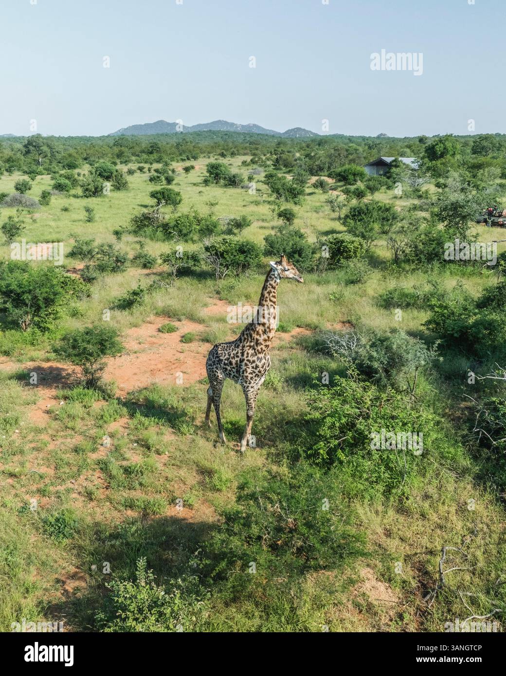 Aerial view of african Giraffe in Balule Nature Reserve, Maruleng ...