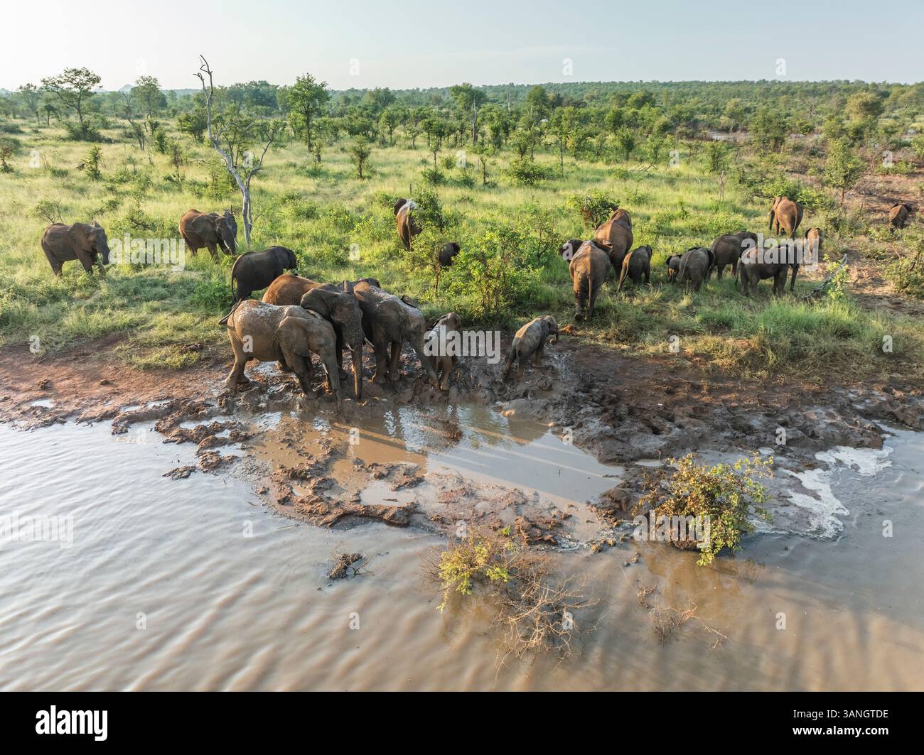 Aerial view of a group of Elephants along the pond in Balule Nature ...