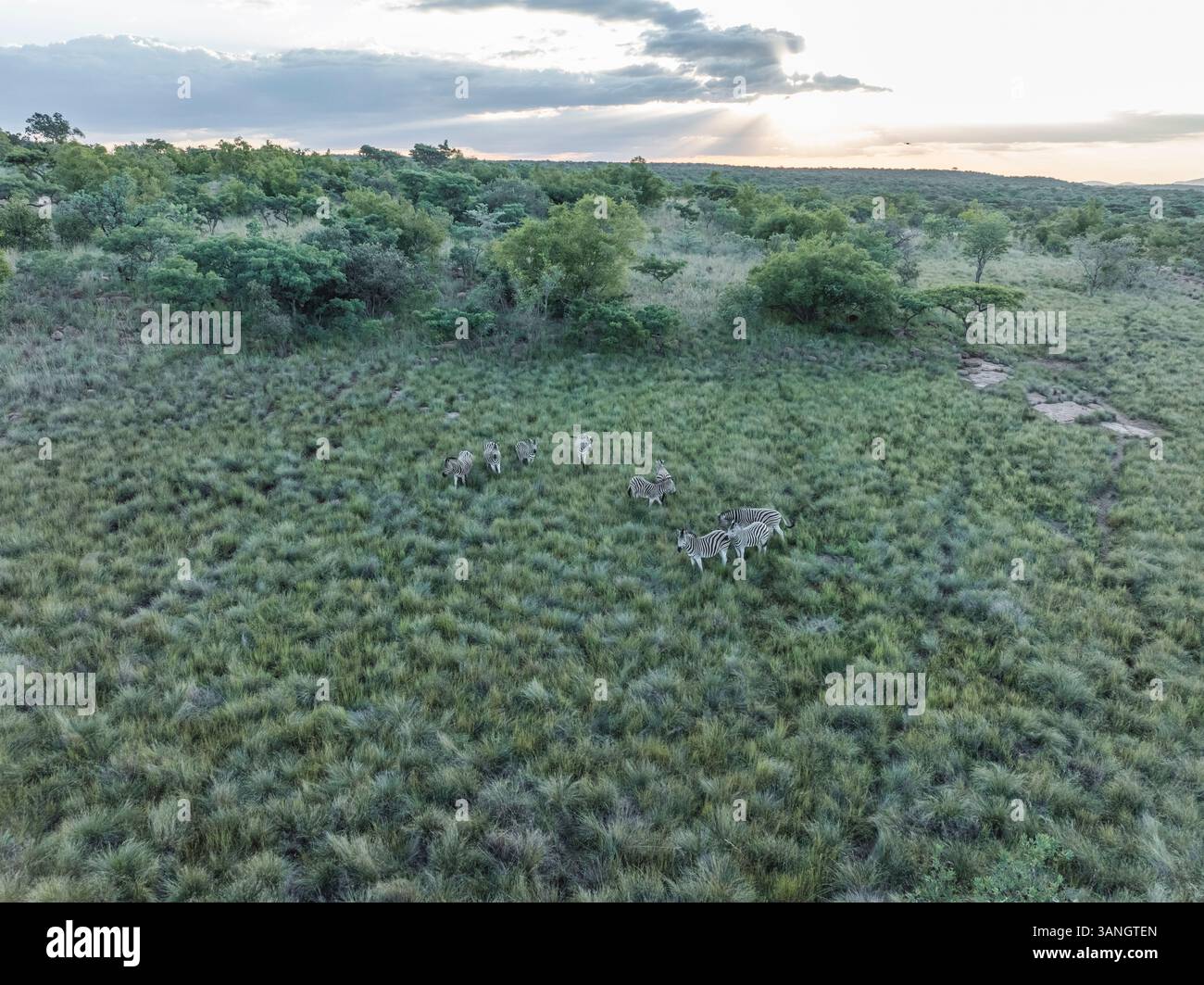 Aerial view of Zebras in the South African Savanna (Biome) near ...