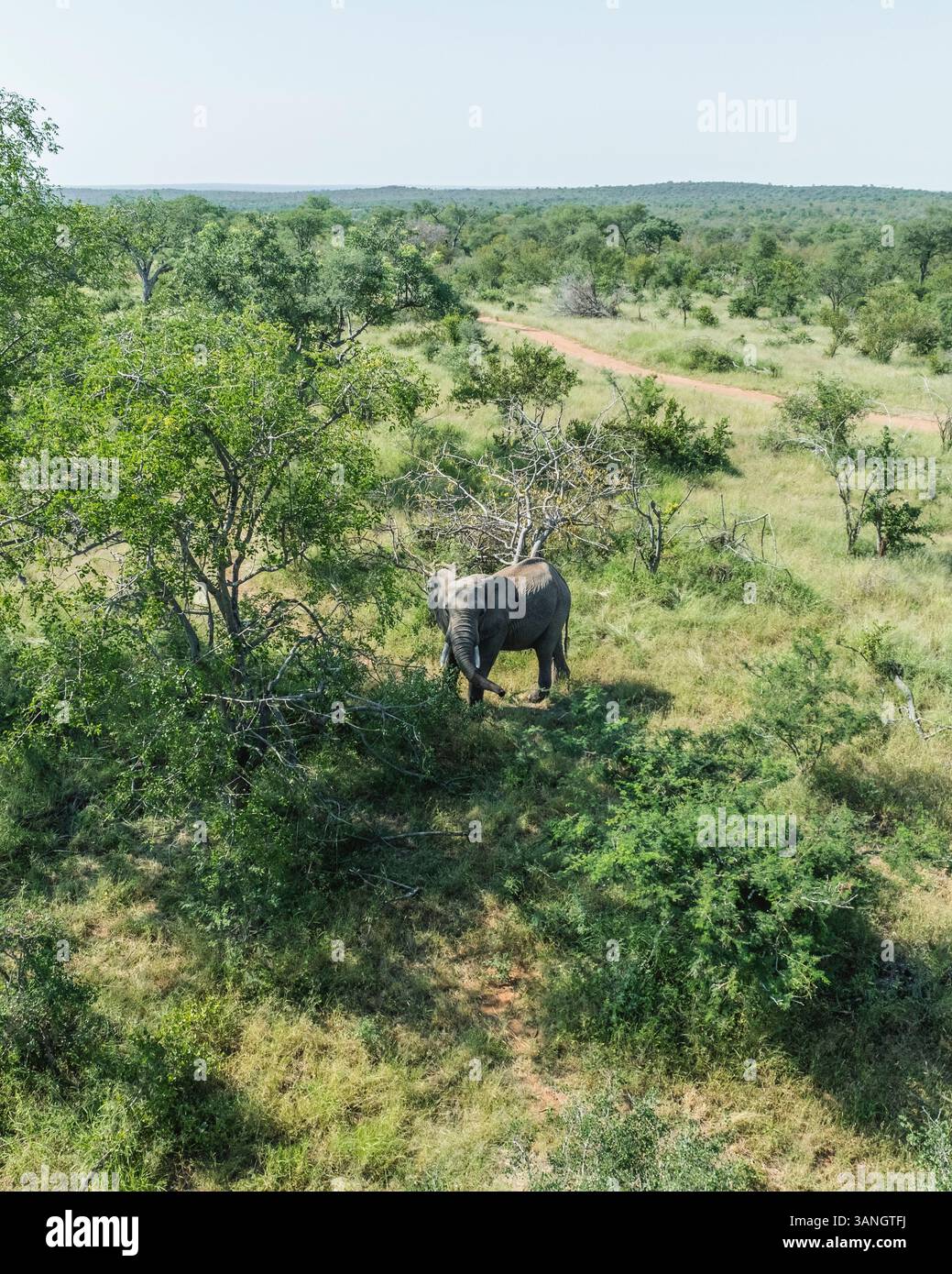 Aerial view of Elephants in Balule Nature Reserve, Maruleng, Limpopo ...