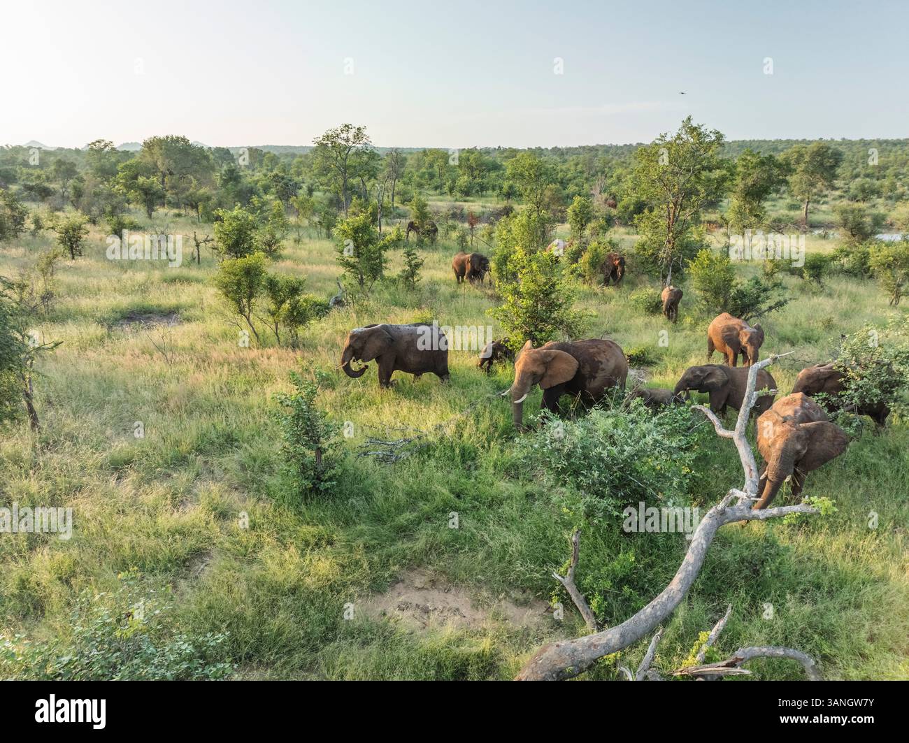 Aerial view of Elephants in the south African savanna (Biome) in Balule ...