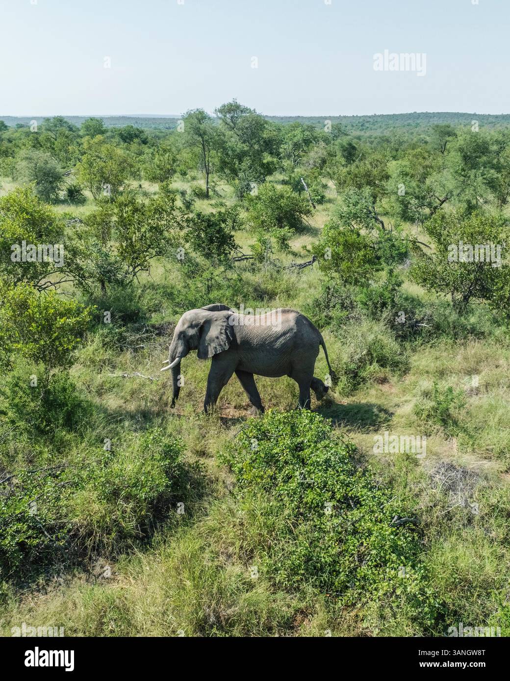 Aerial view of Elephants in Balule Nature Reserve, Maruleng, Limpopo ...