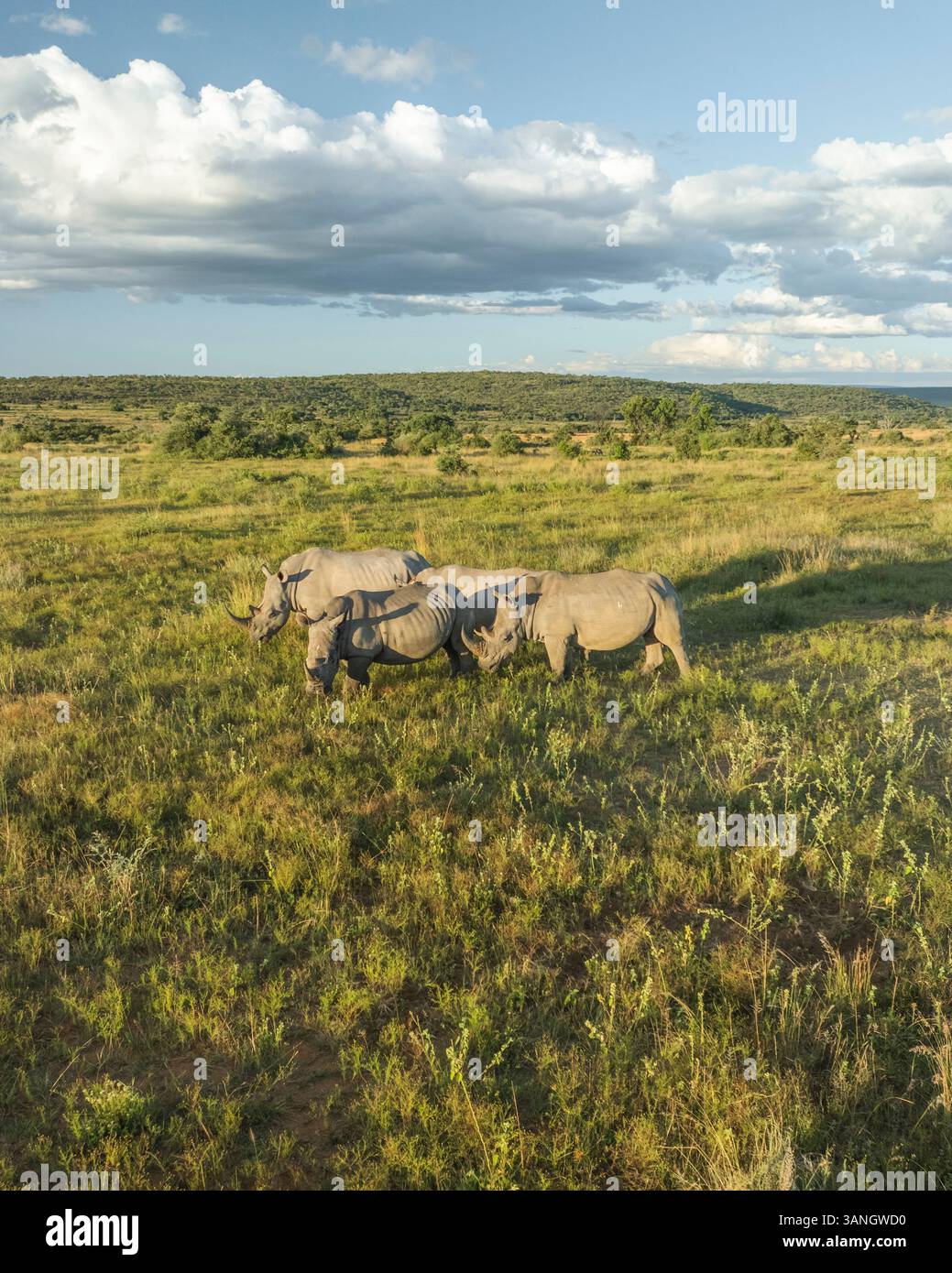 Aerial view of rhinos in the south african savanna (Biome) near ...