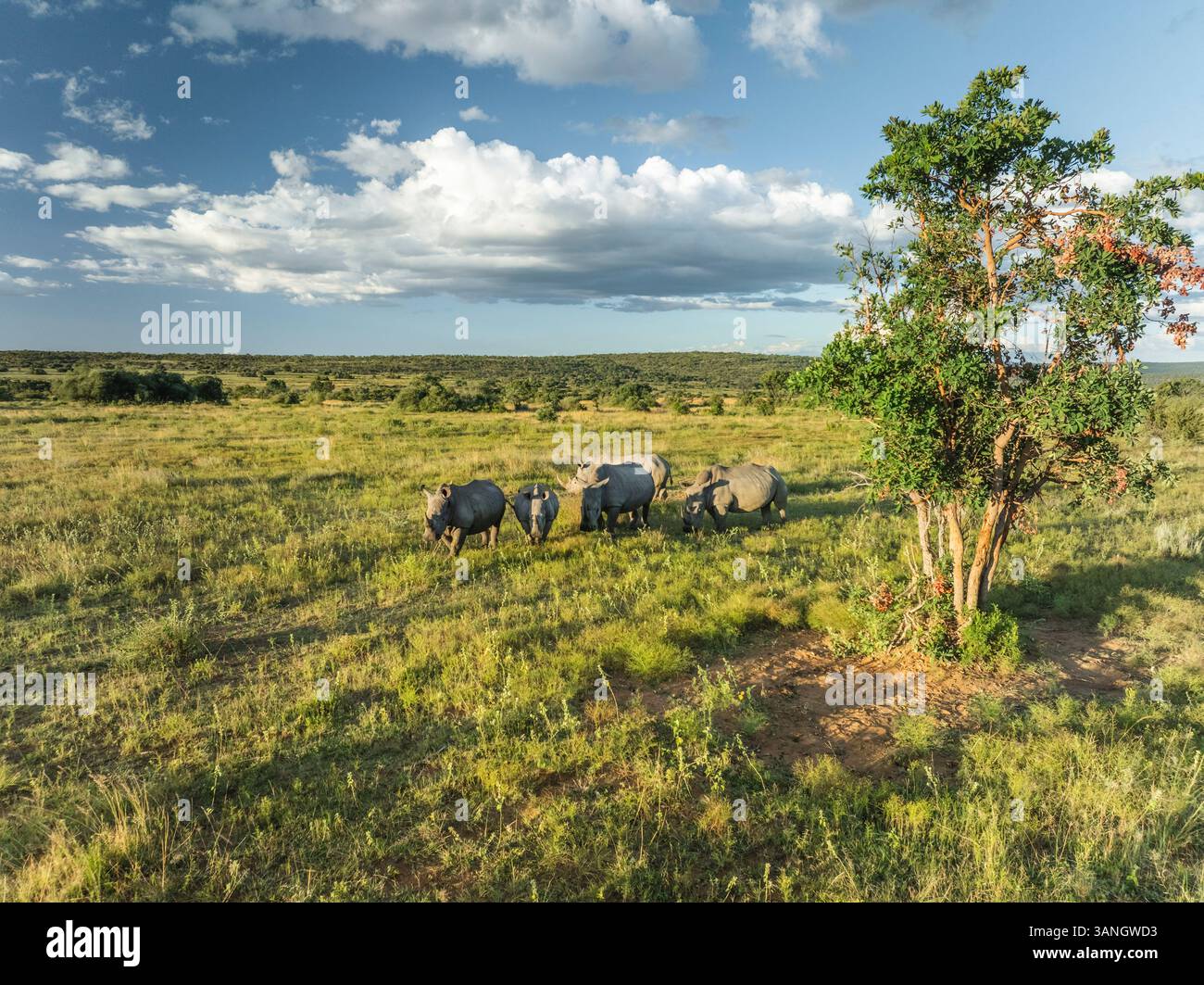 Aerial view of rhinos in the south african savanna (Biome) near ...