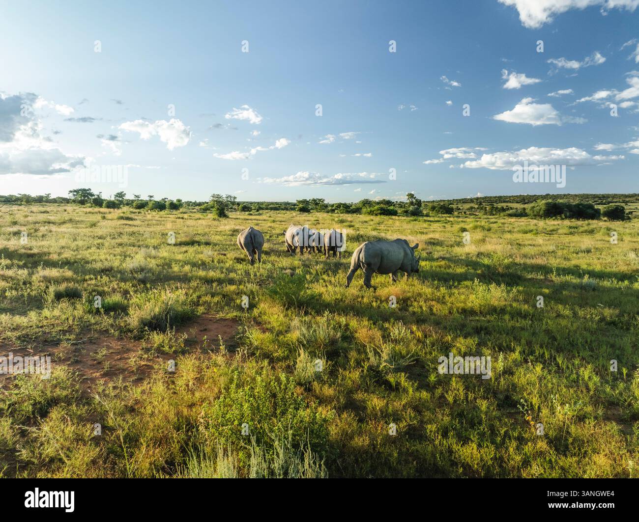 Aerial view of rhinos in the south african savanna (Biome) near ...