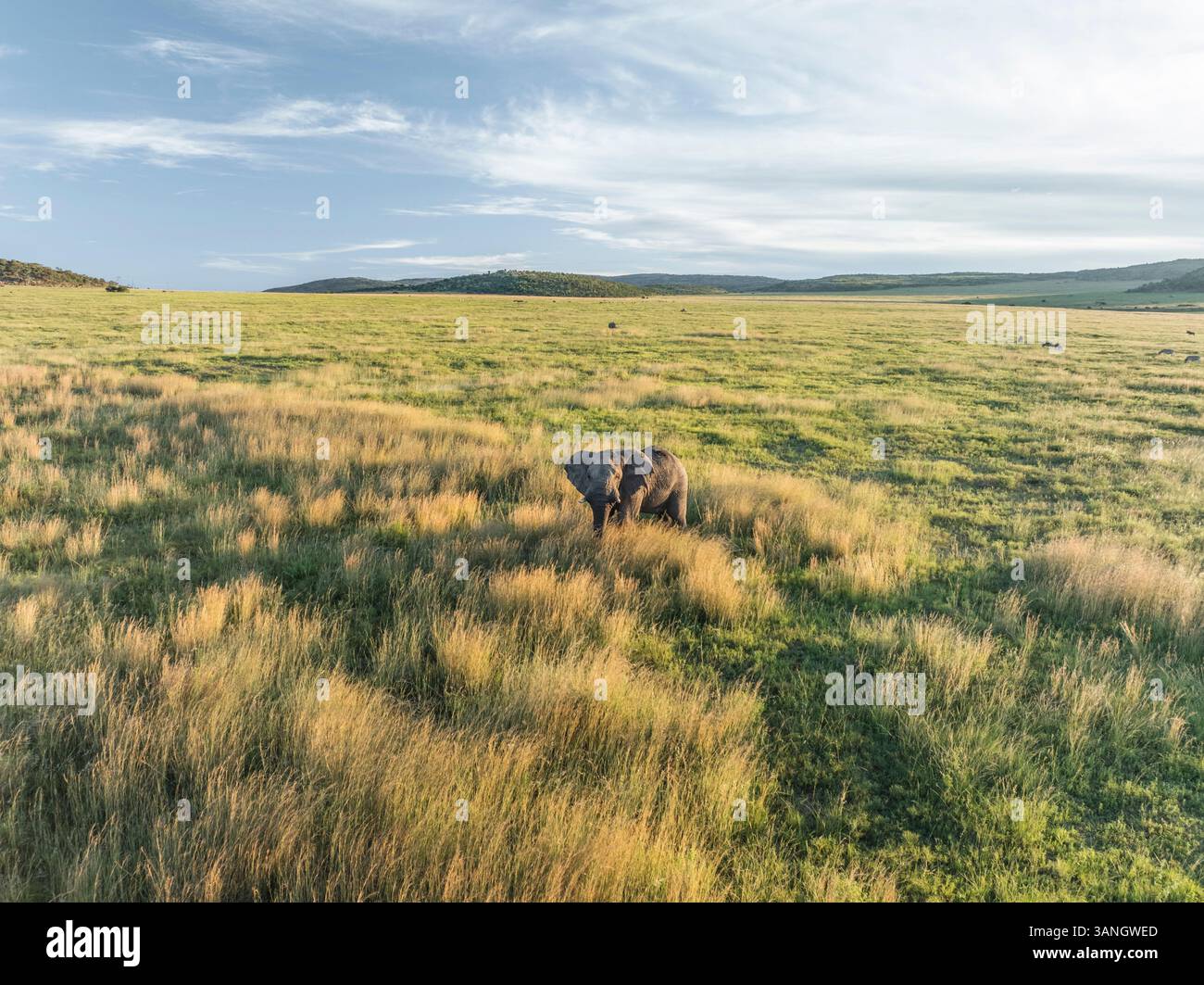 Aerial view of Elephants in Balule Nature Reserve, Maruleng, Limpopo ...