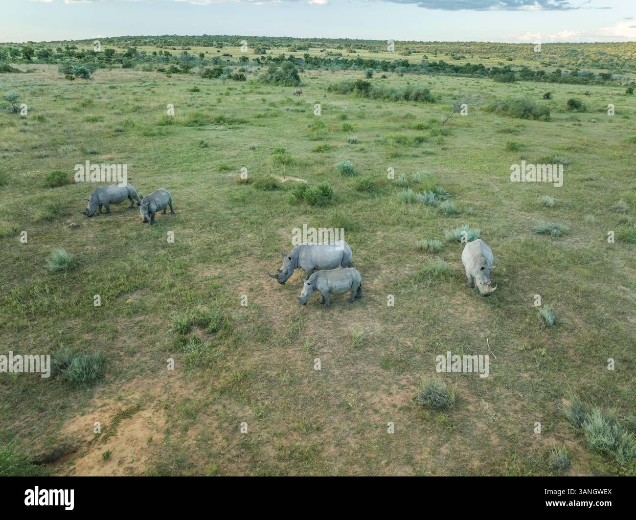 Aerial view of rhinos in the south african savanna (Biome) near ...