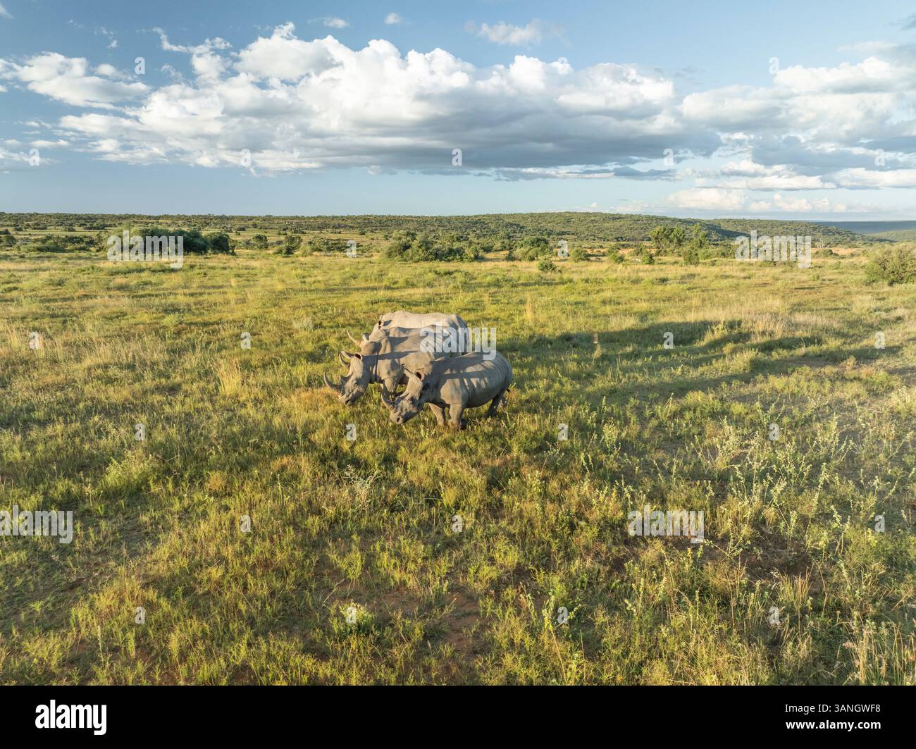 Aerial view of rhinos in the south african savanna (Biome) near ...