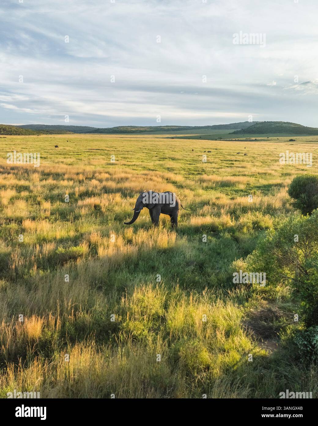 Aerial view of Elephants in Balule Nature Reserve, Maruleng, Limpopo ...